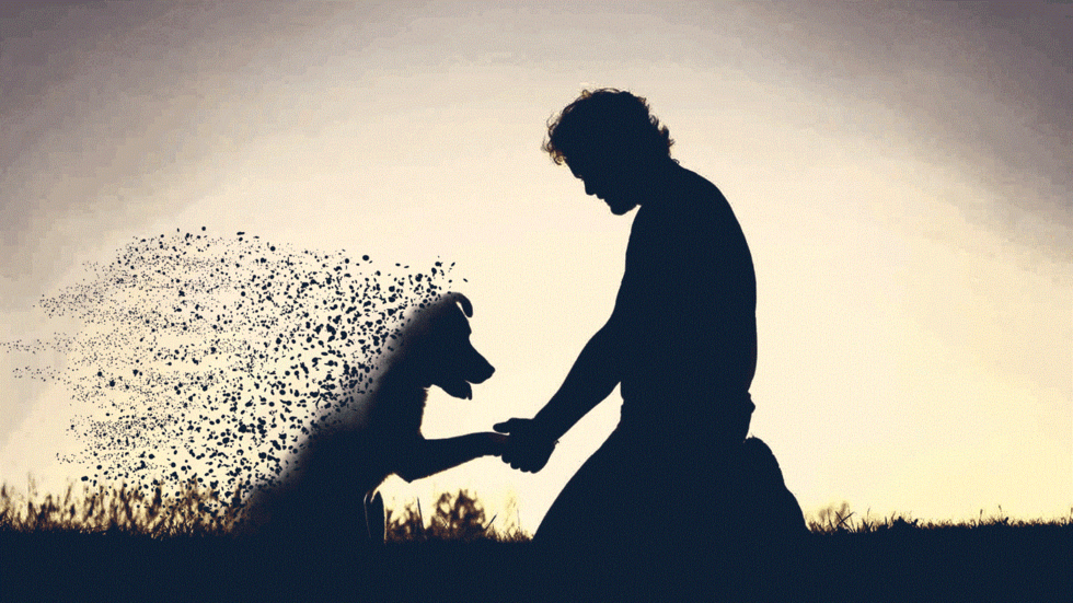 Etapas del duelo por la pérdida de una "mascota" (animal de familia)